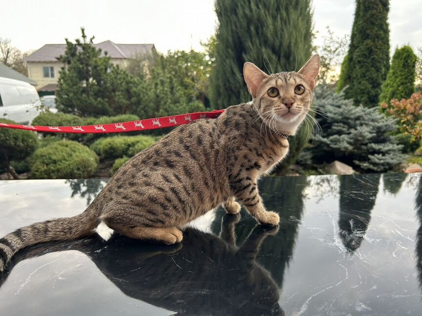 Саванна кошечка Вероника