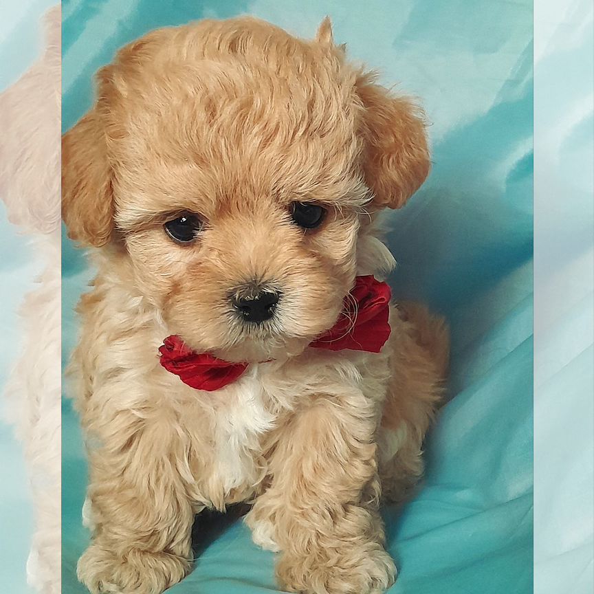 Мальтипу, щенок