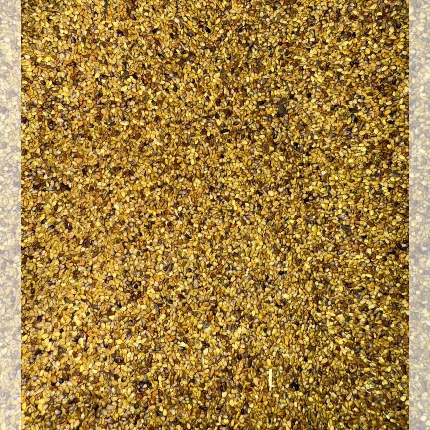 Продаю семена люцерны