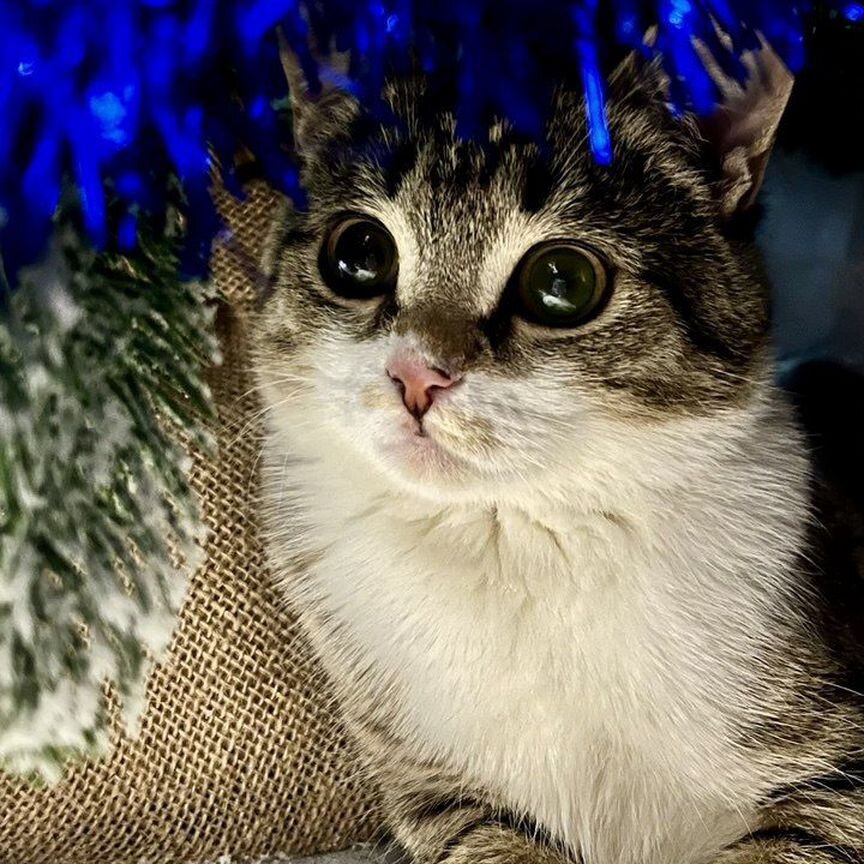 Котёнок в добрые руки