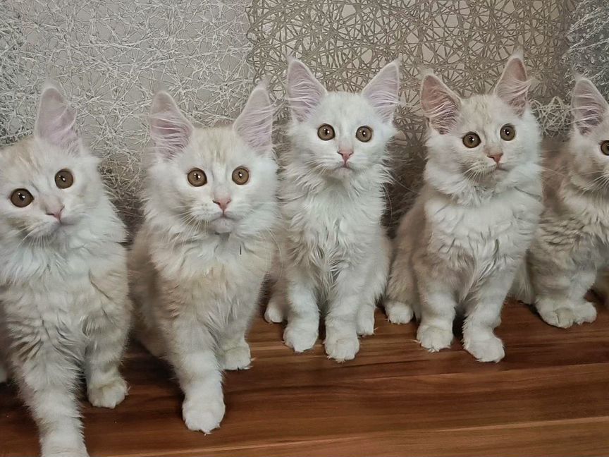 Прекрасные котята мейн-кун