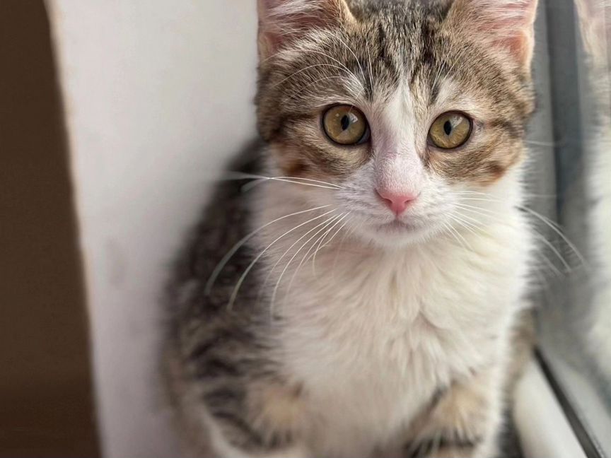 Котята Люся, Буся, Руся