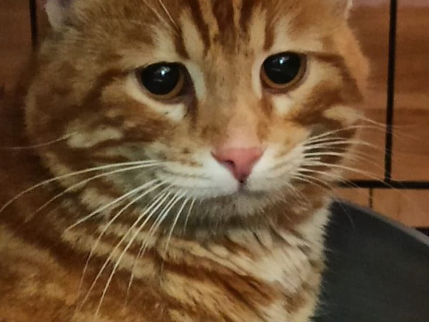 Котик в заботливые руки