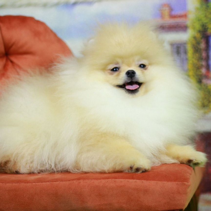 Крем и крем соболь