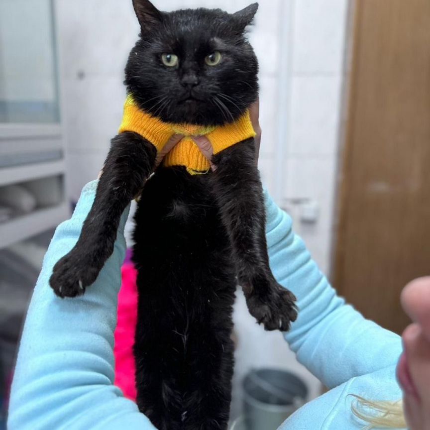 Космос - кот из приюта в добрые руки