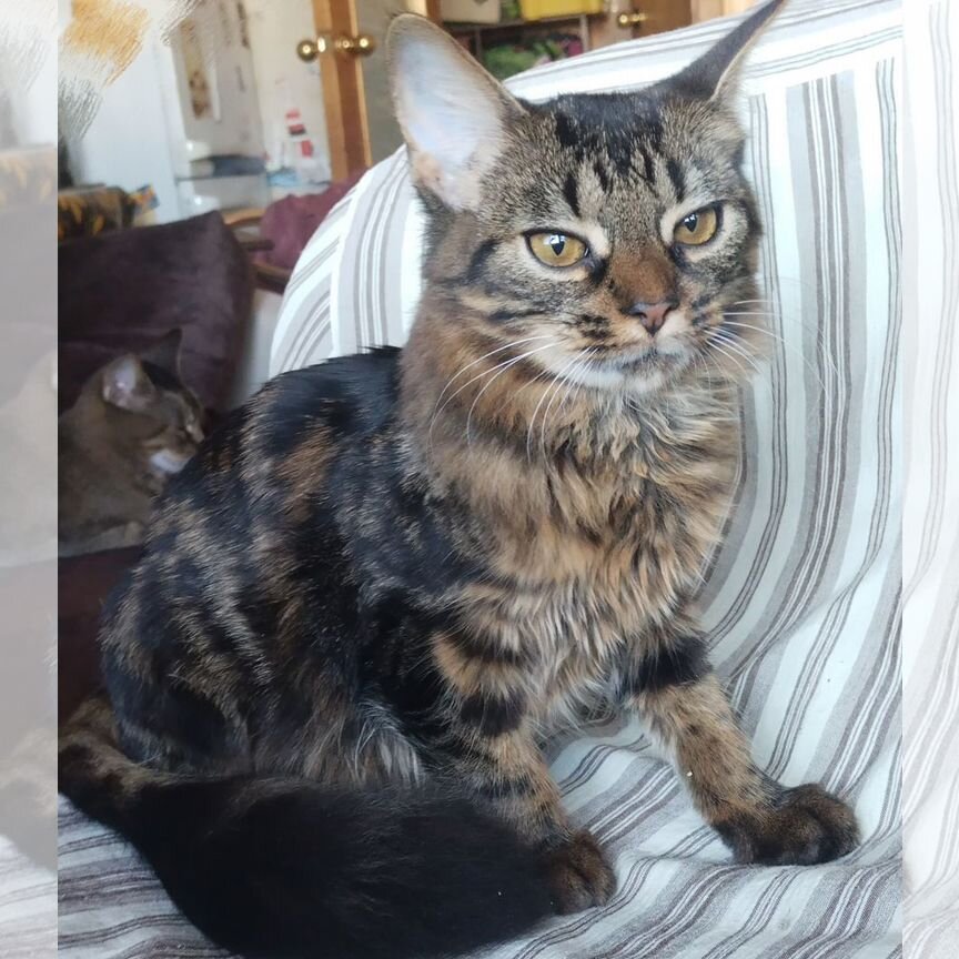 Очаровательная кошечка