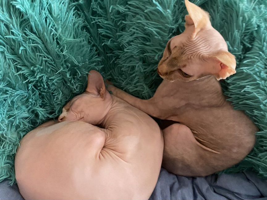 Канадский сфинкс кошка