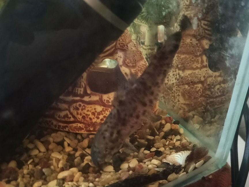 Аквариумные рыбки сомики