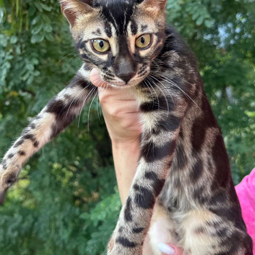 Котик уголь