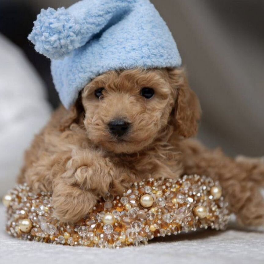 Той-пудель, щенок