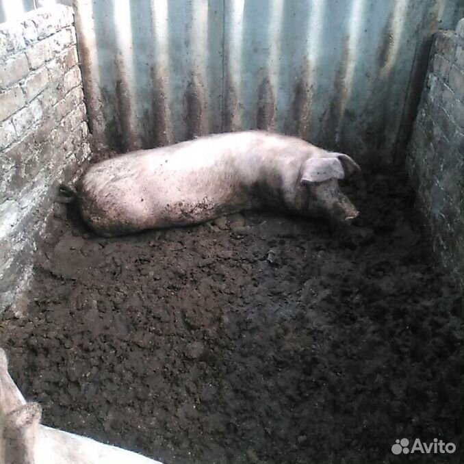 Свиноматки супоросные