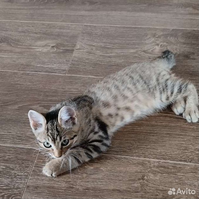 Кошкапродам котёнок-рысёнок мальчик Пикси Боб