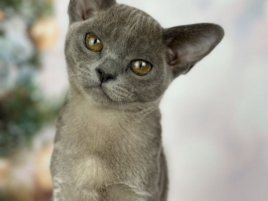 Голубая бурманская кошечка