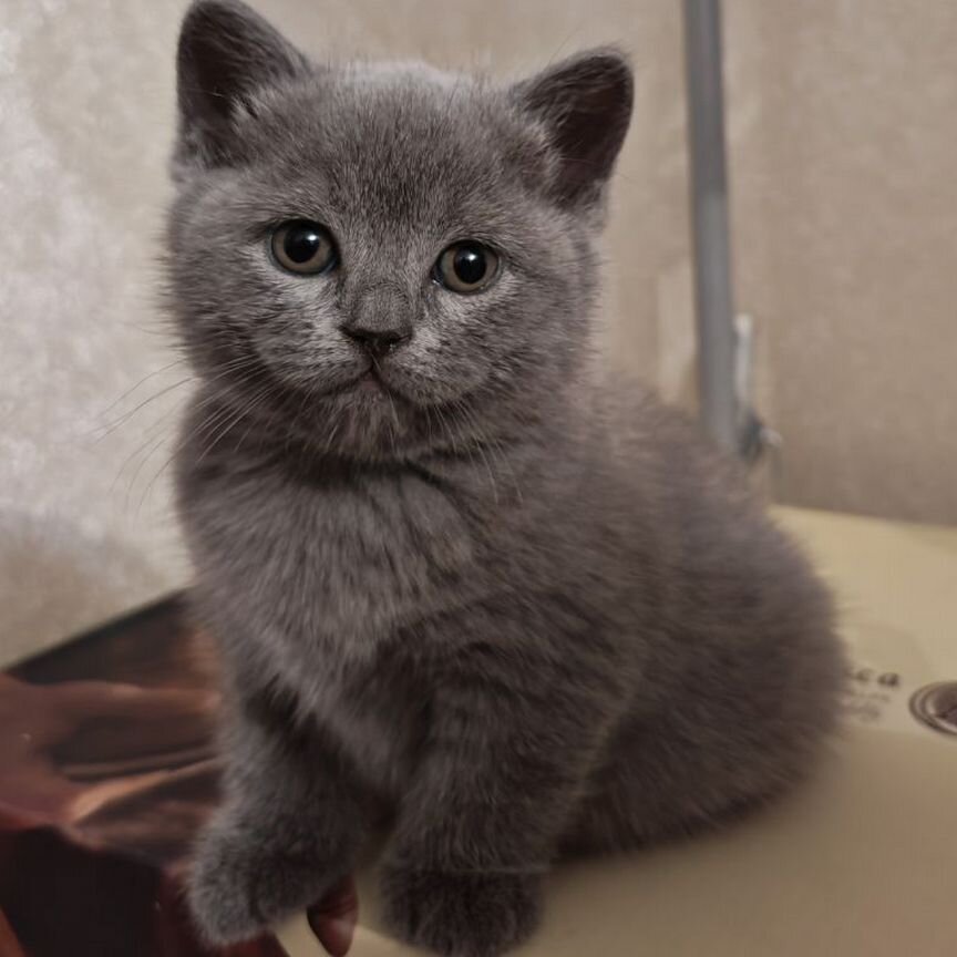 Британский короткошёрстный котёнок