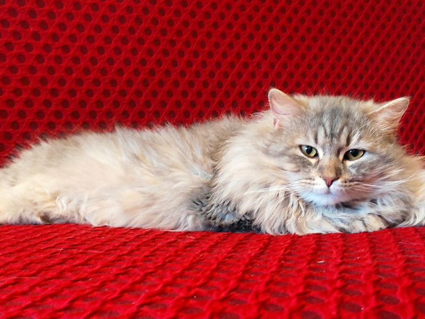 Кошки в добрые руки бесплатно