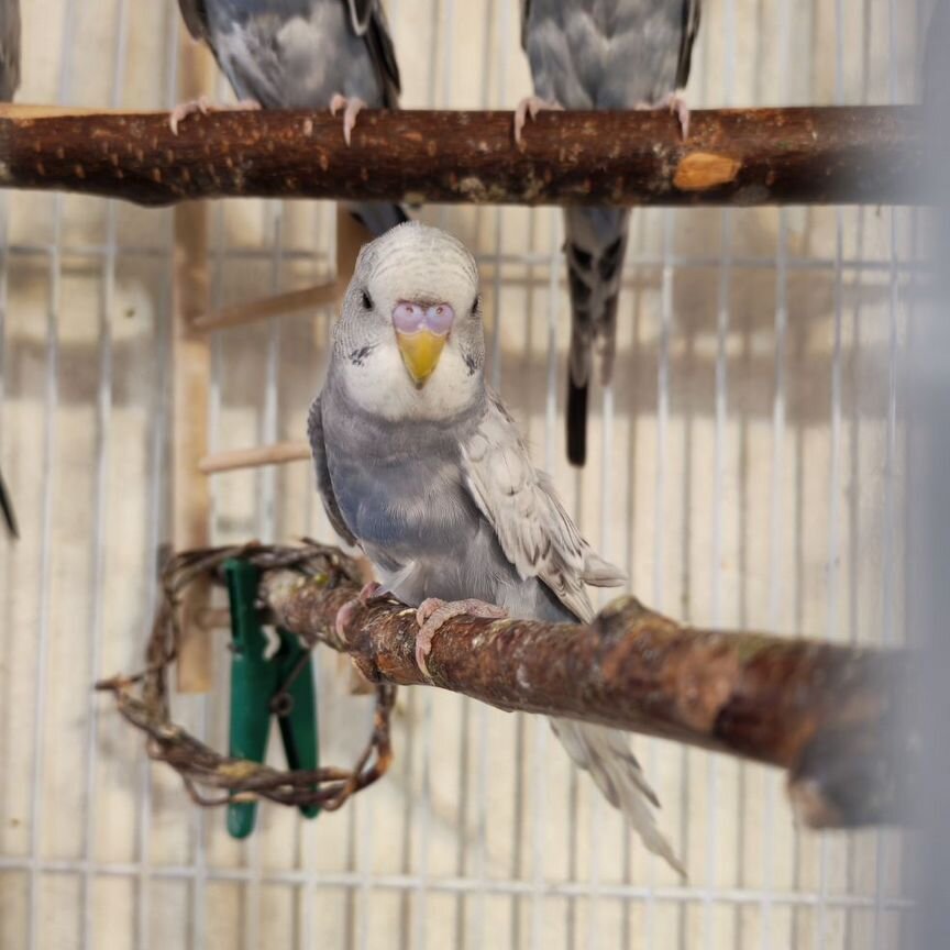 Волнистый попугай