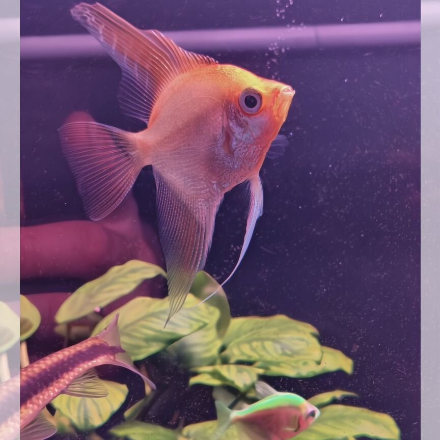 Аквариумные рыбки