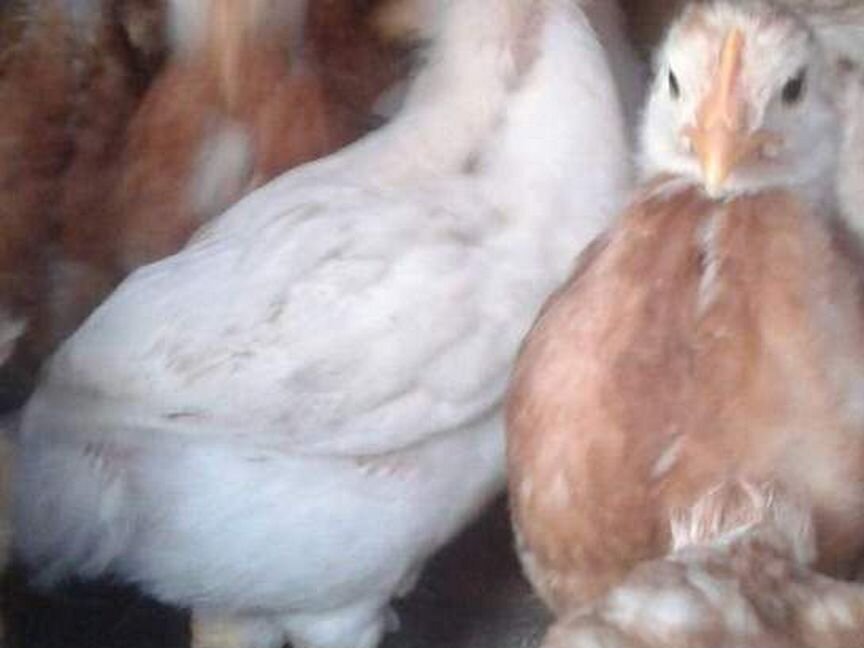 Продам петушков