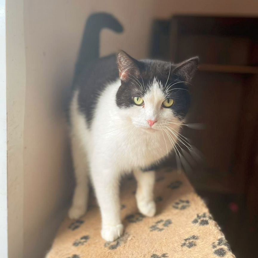 Ласковый котик Укроп в дар