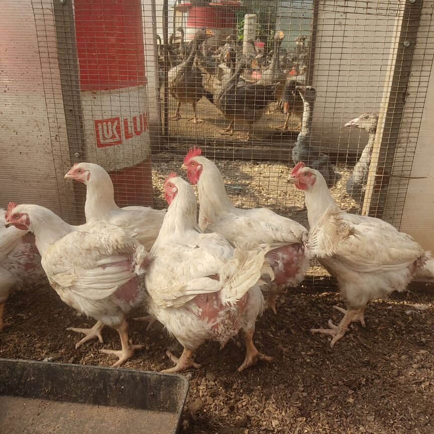 Куры бройлеры на забой