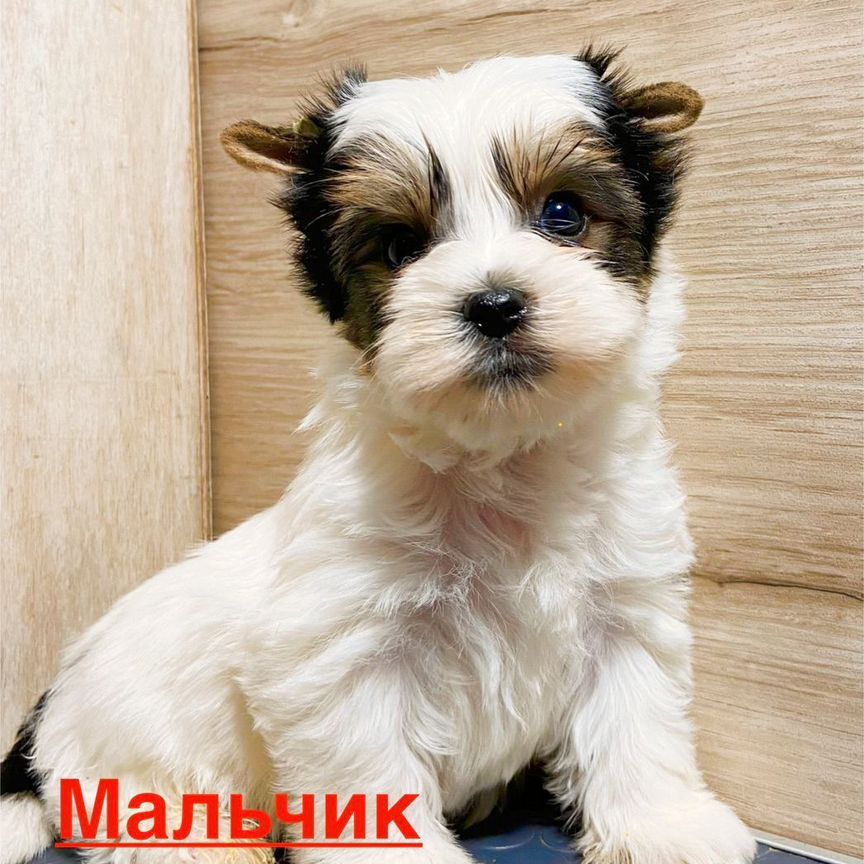 Бивер щенки