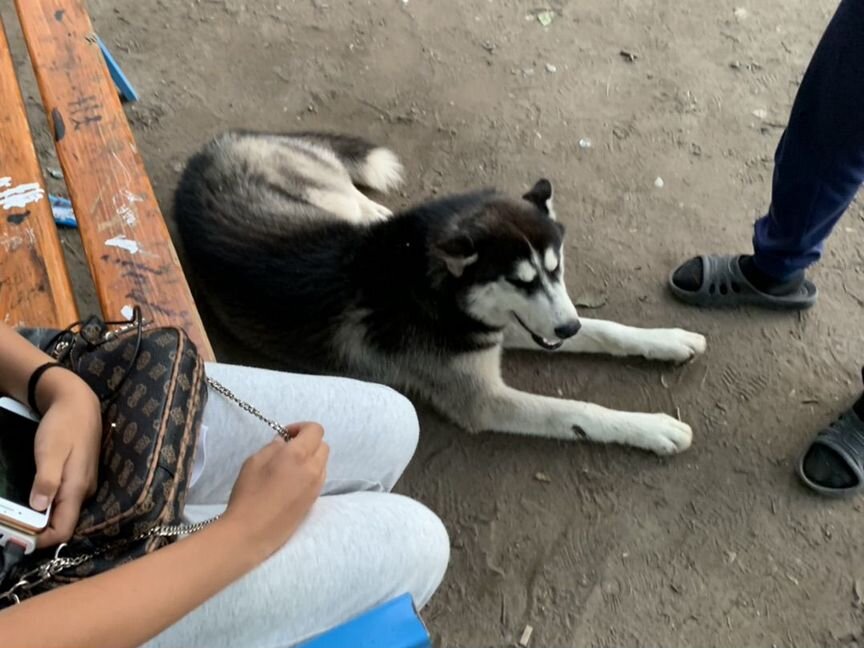 Собаки потеряшки