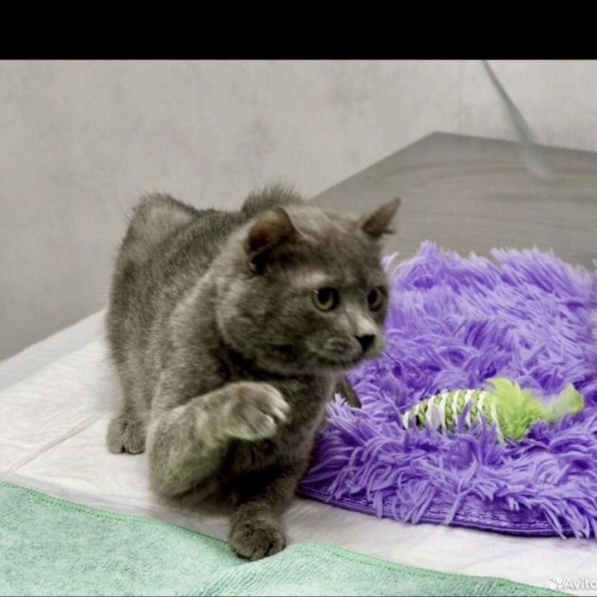 Котята в добрые руки мальчик