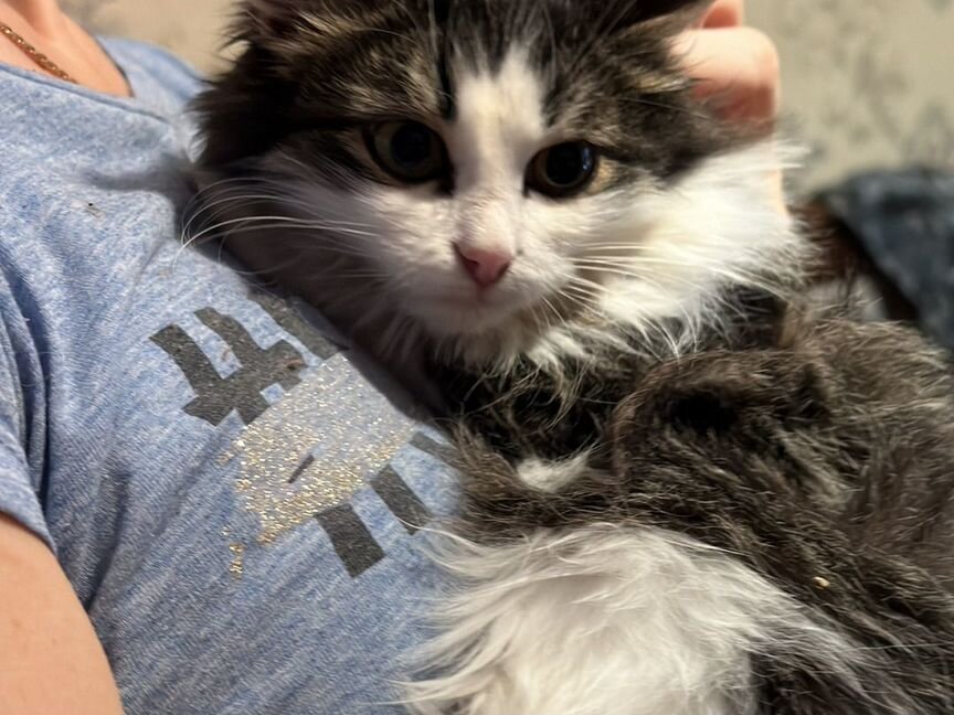 Котенок в дар бесплатно