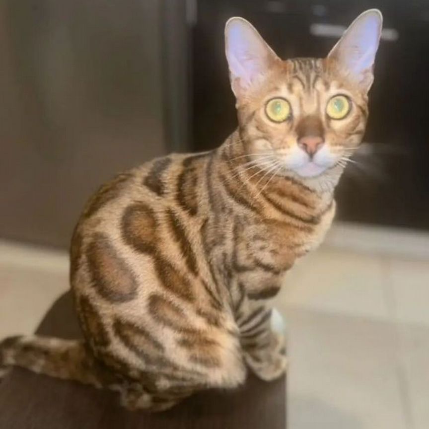 Бенгальская, взрослая кошка