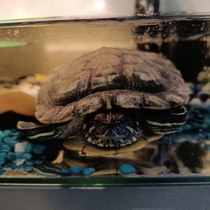 Красноухая черепаха