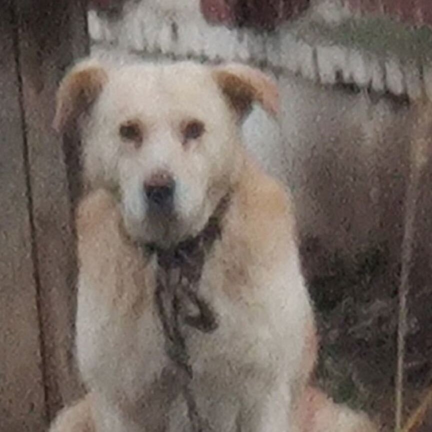 Несчастный пес Альф после смерти хозяина ищет семь