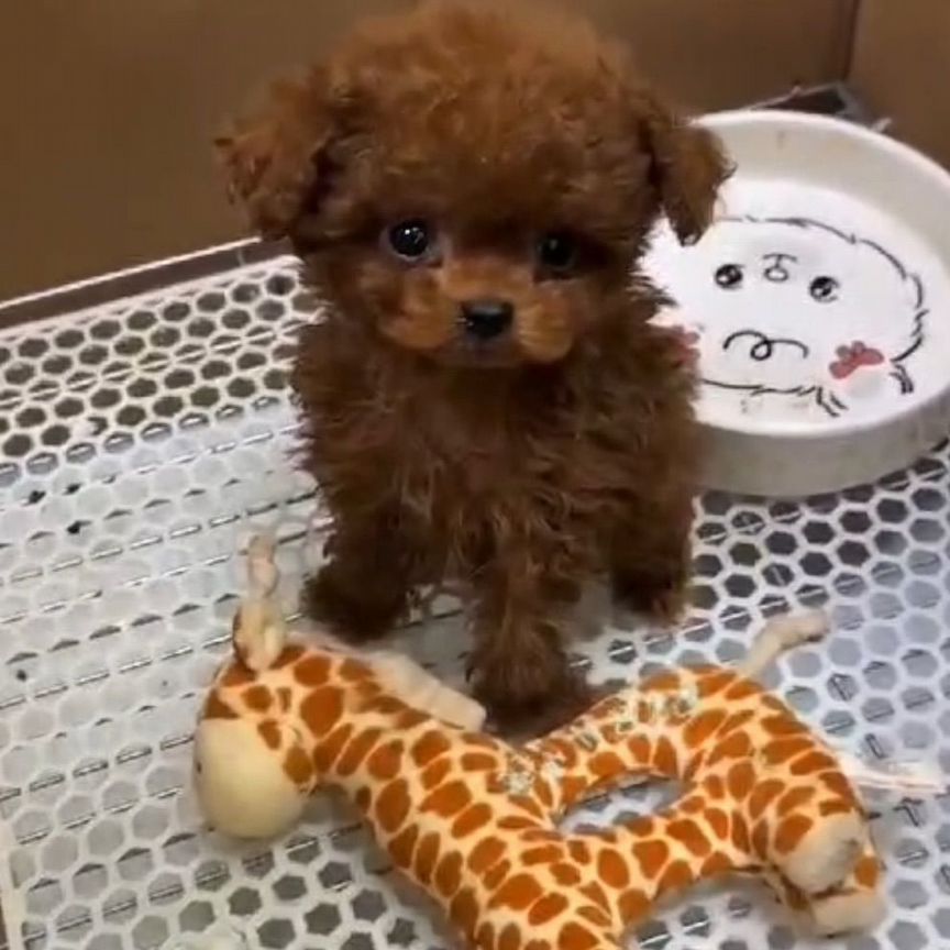 Кнопка тедди тикап пудель Китай