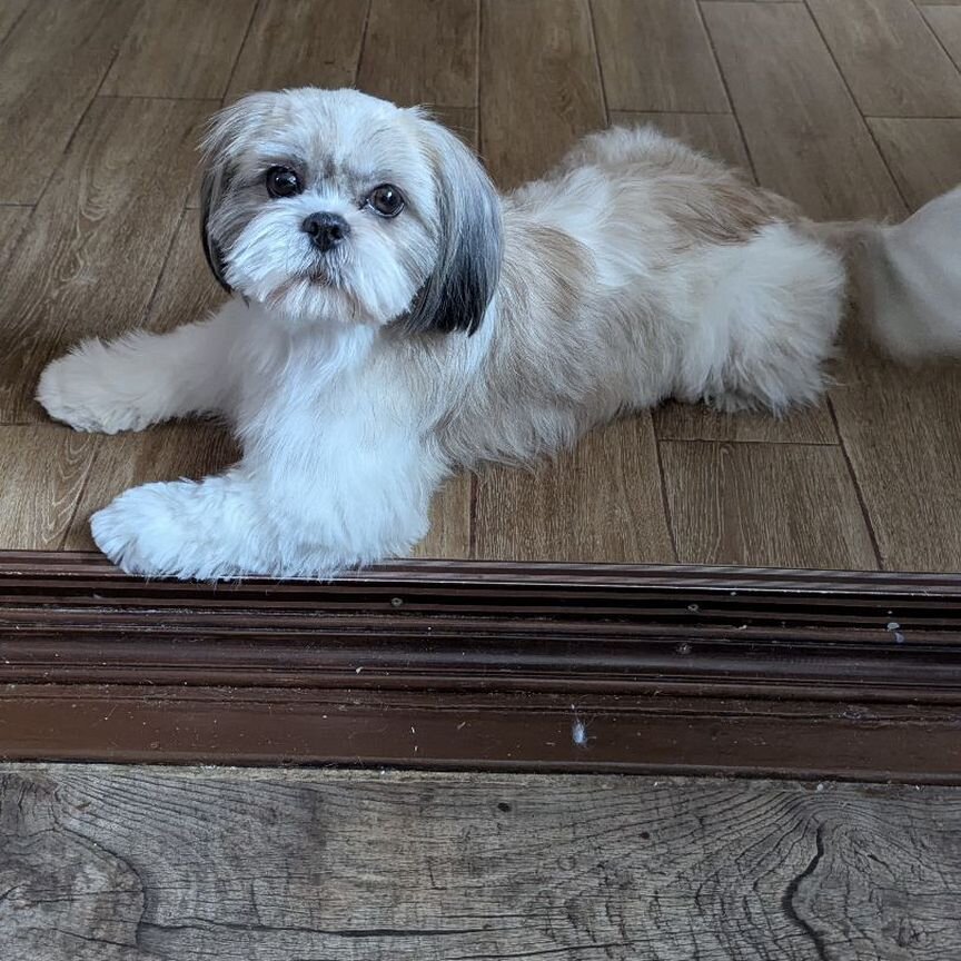 Ши-тцу девочка