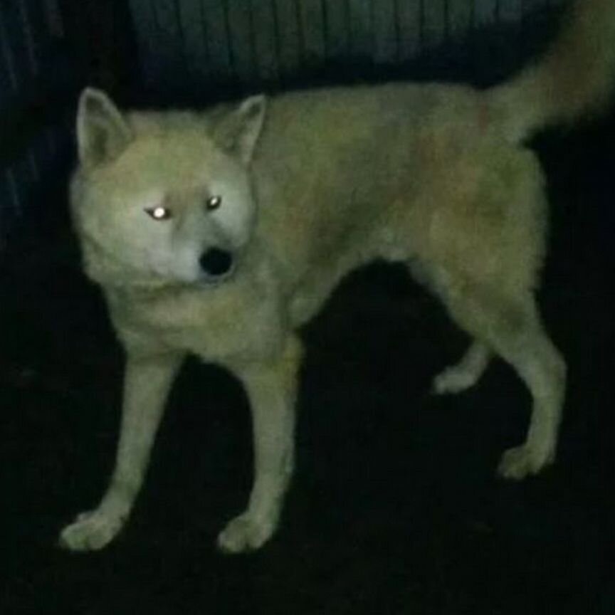 Японская Сета, взрослый пёс