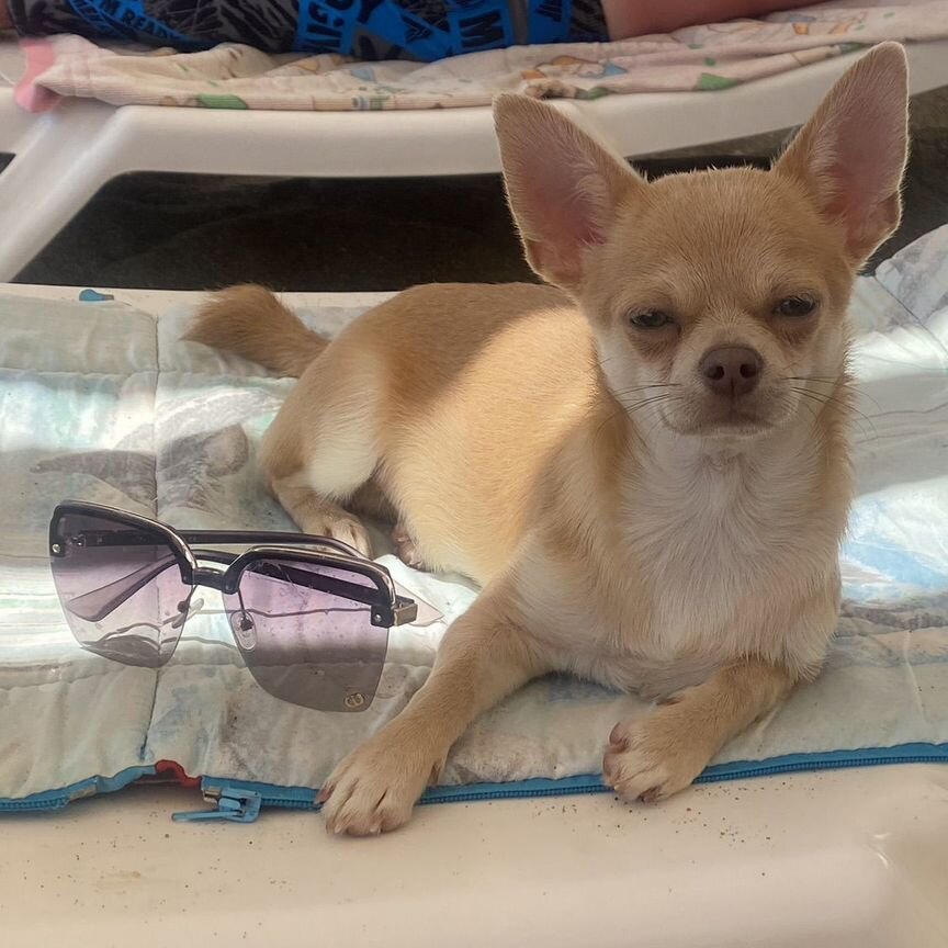 Мистер Вольт.Вязка чихуахуа