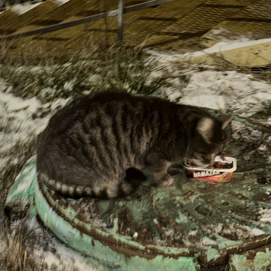 Взрослый кот в добрые руки