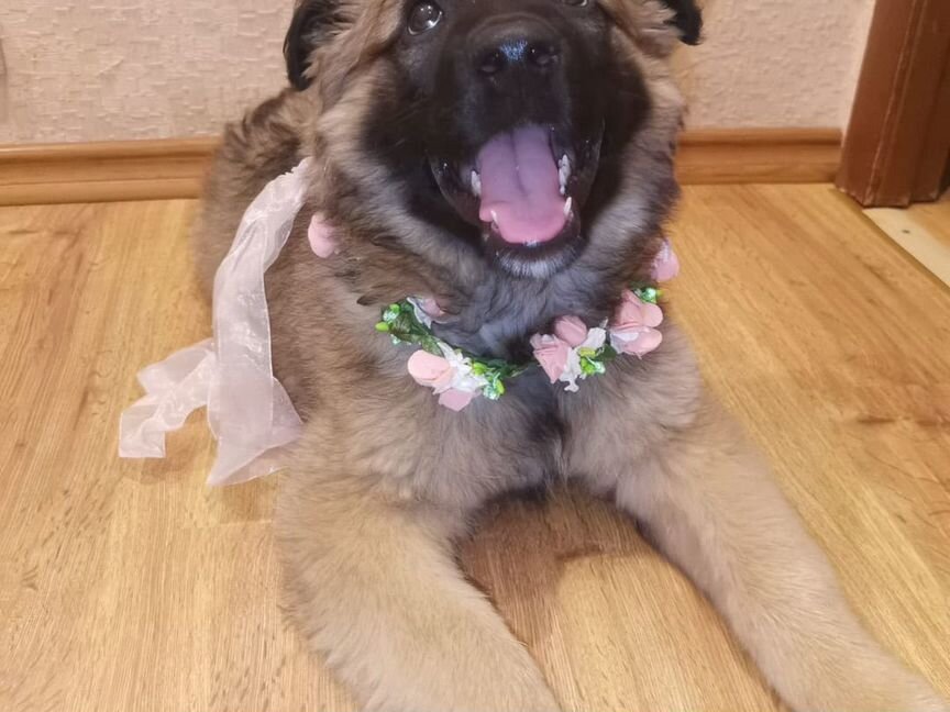 Кавказская овчарка помесь