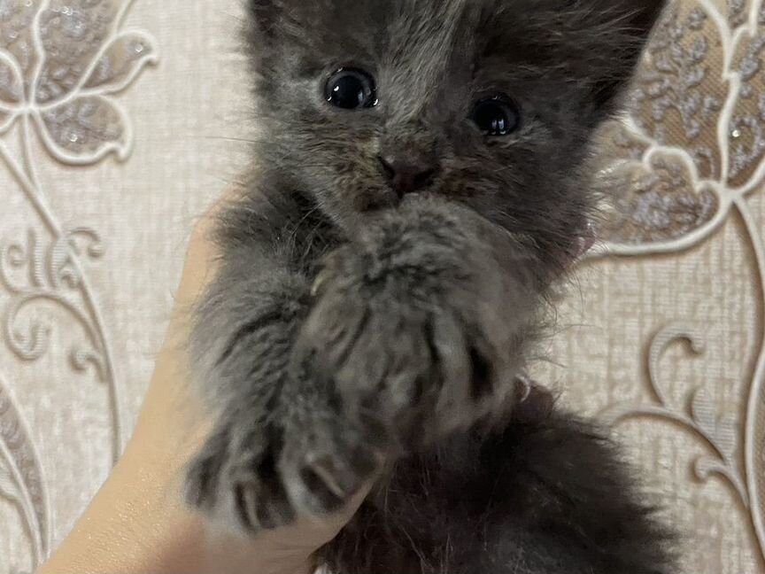 Кошки в добрые руки бесплатно