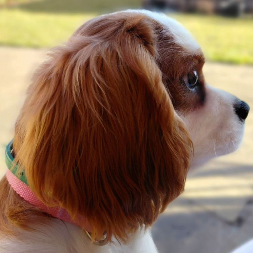 Кавалер кинг-чарльз-спаниель, щенок