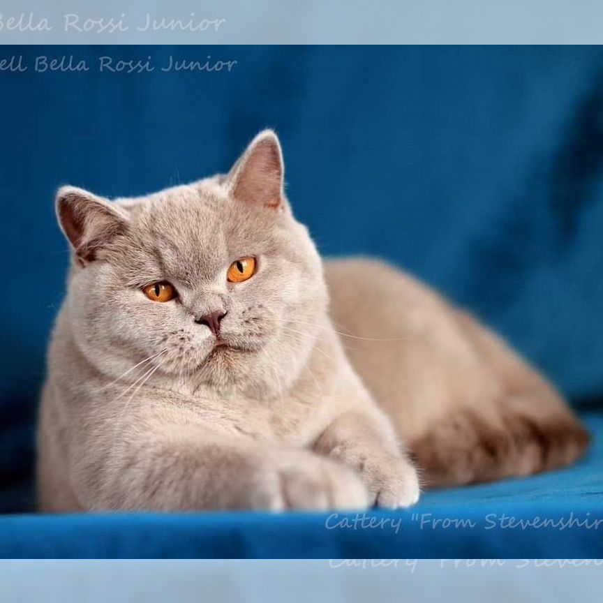 Британская короткошёрстная, взрослая кошка