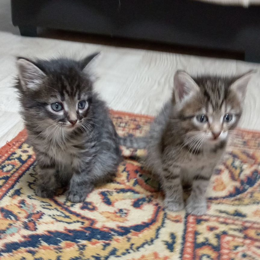 Сибирский котёнок