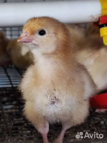 Бройлер Фокси чик