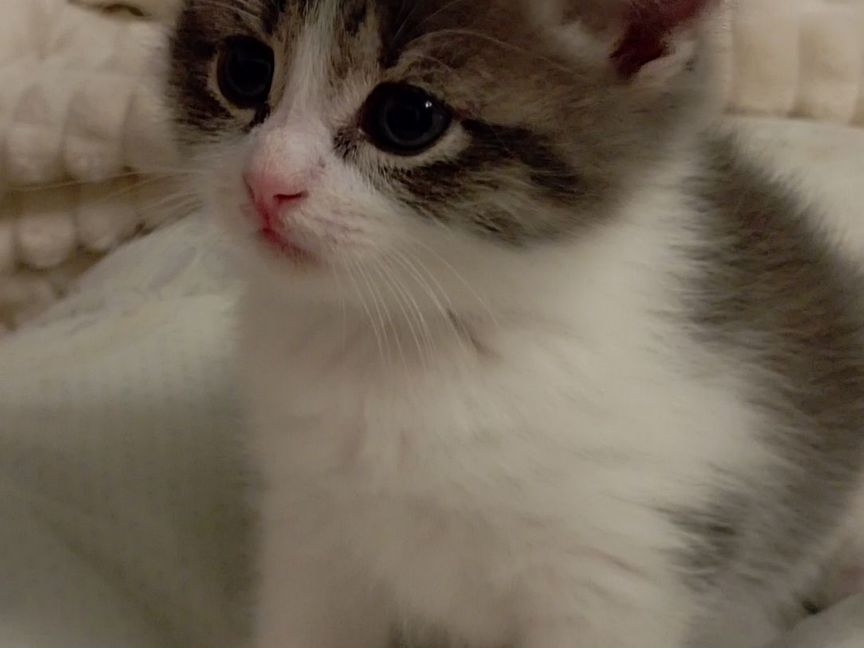 Кошечка в добрые руки