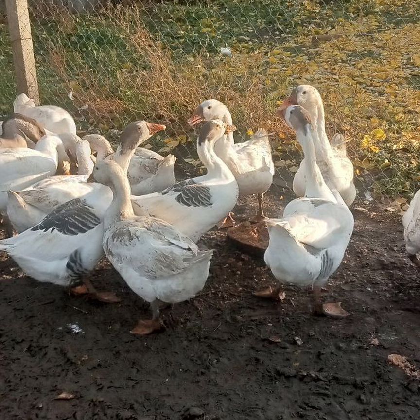 Индоутки и гусиЛинда