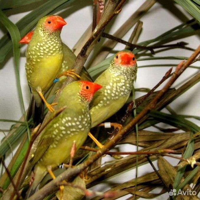 Тростниковые астрильды. Три самочки и один самец