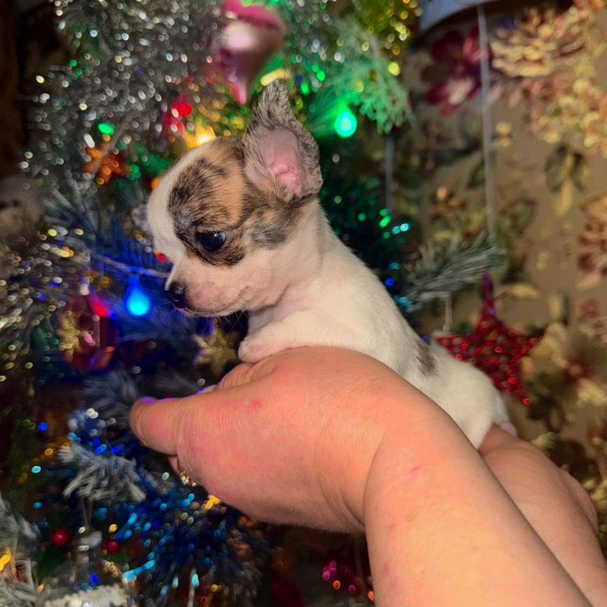 Щенки чихуахуа