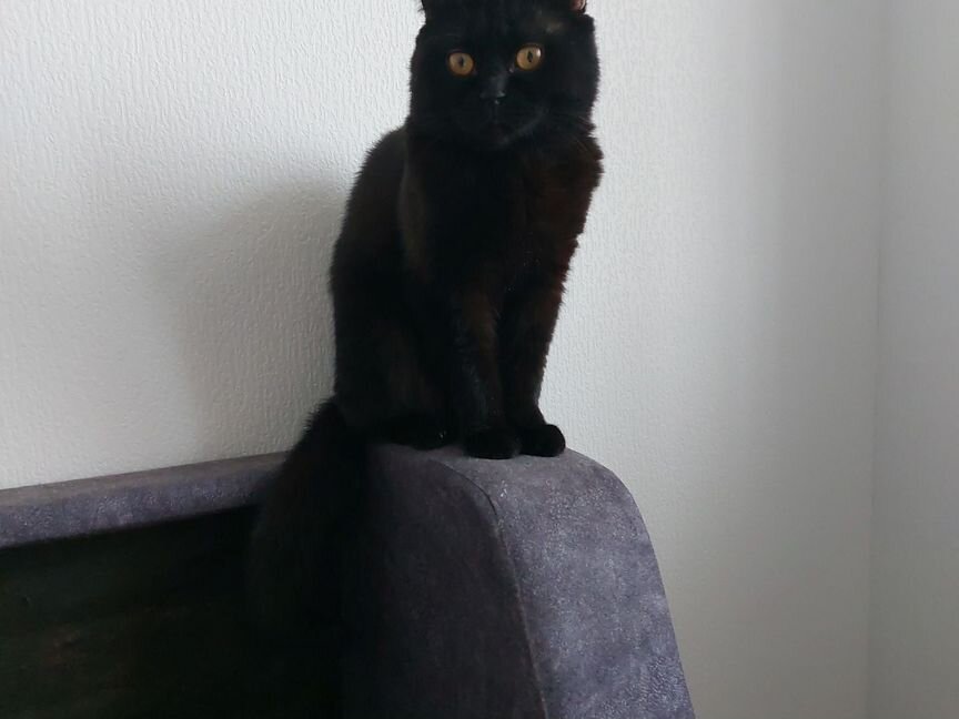 Кот шотландец вислоухий ищет кошку