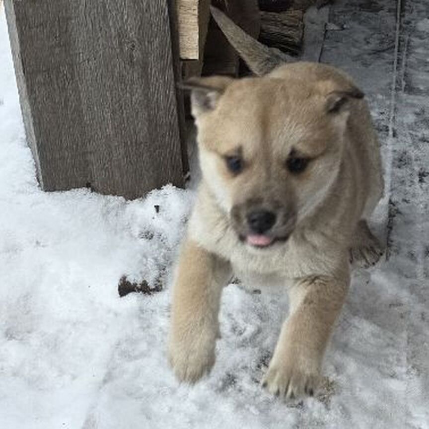 Лайка, щенок