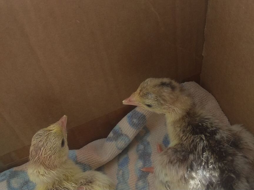 Суточные индюшата