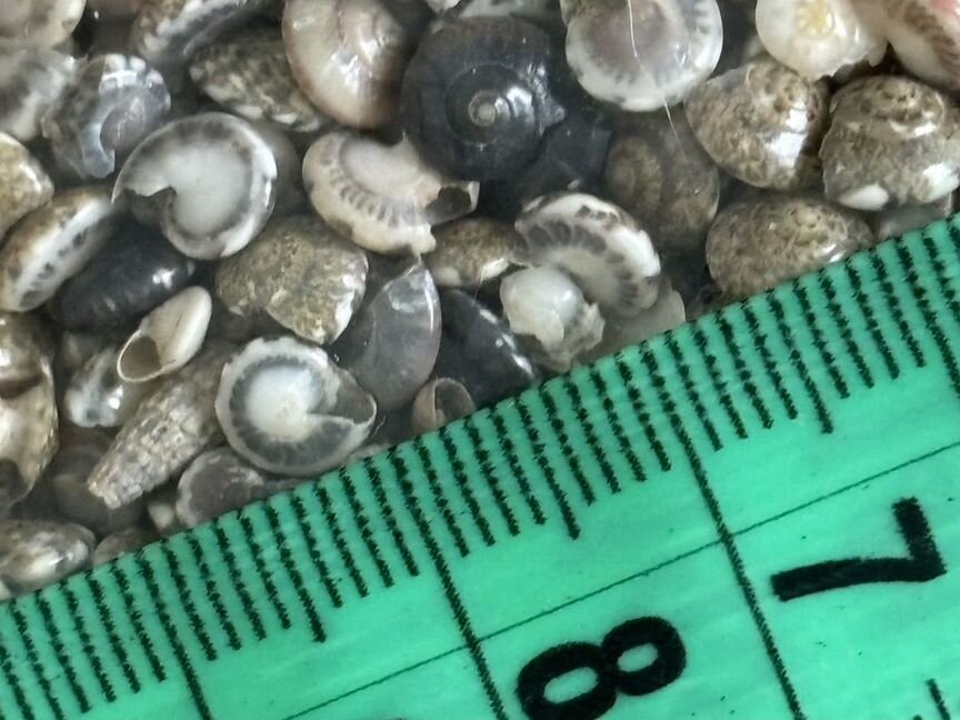 Ракушки речные маленькие